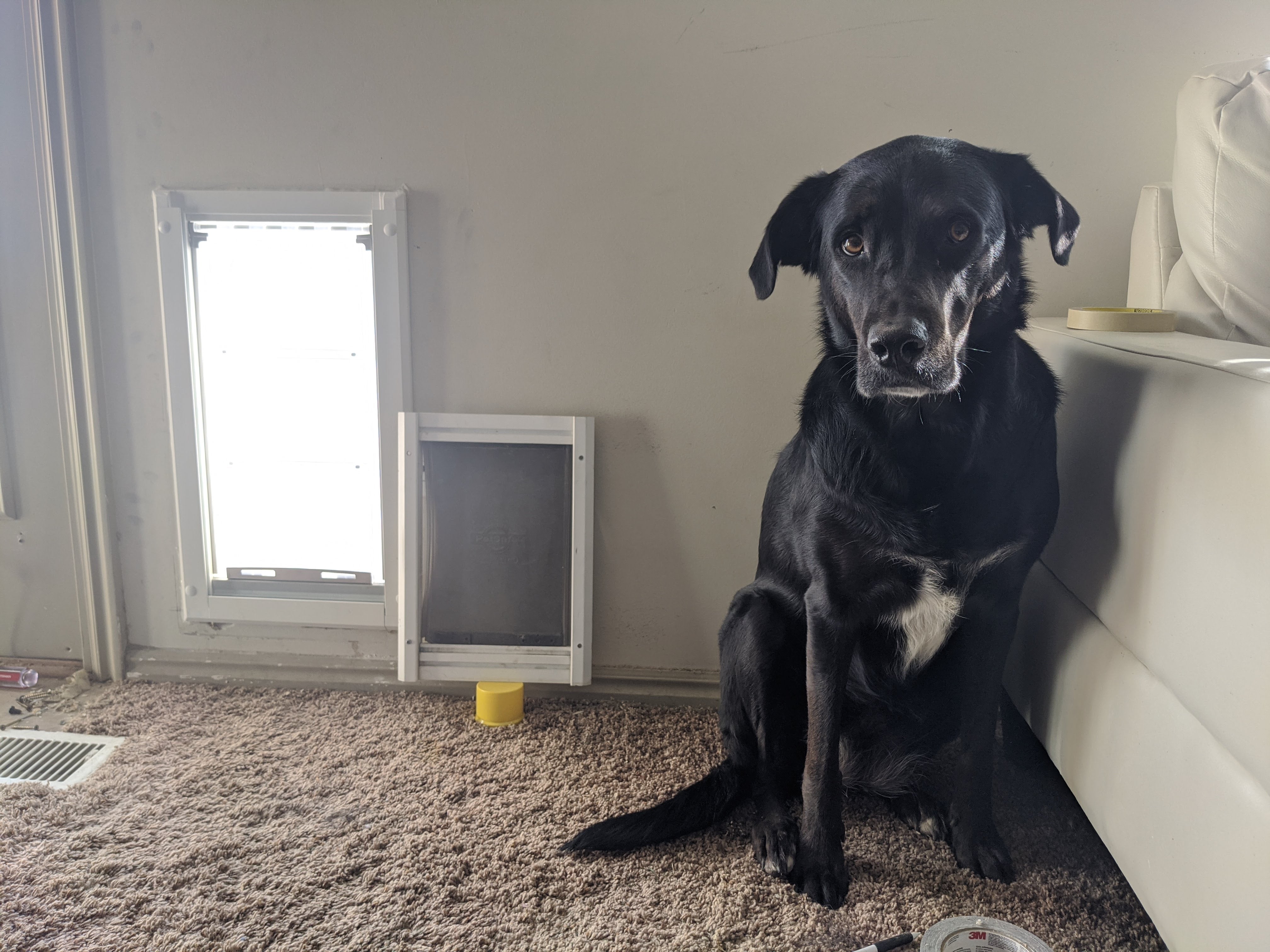 What Makes a Dog Urinate Often and Indoors and How to Fix It – Dragon ...