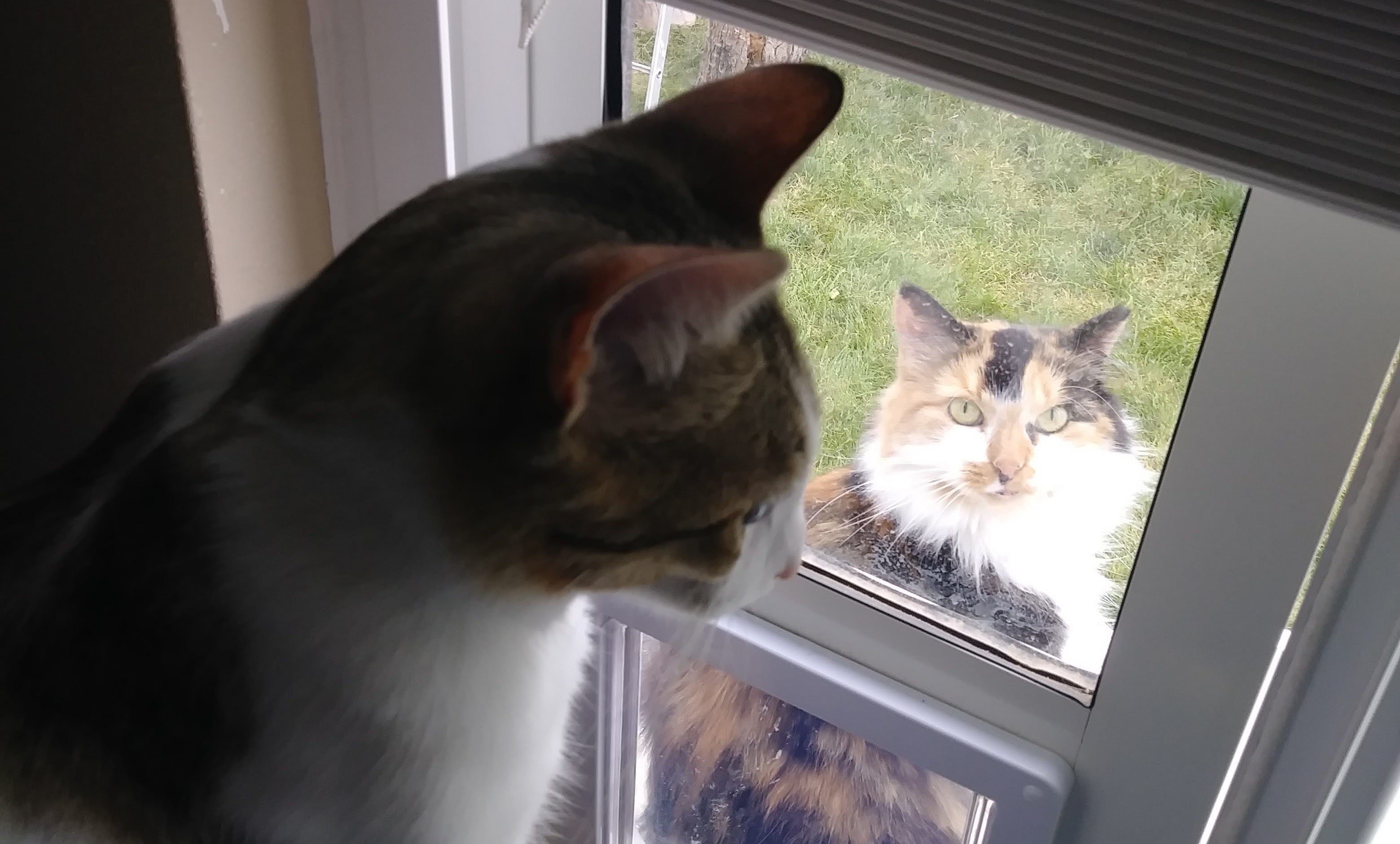 Understanding IBD in Cats: Symptoms, Causes, and Treatment Options ...