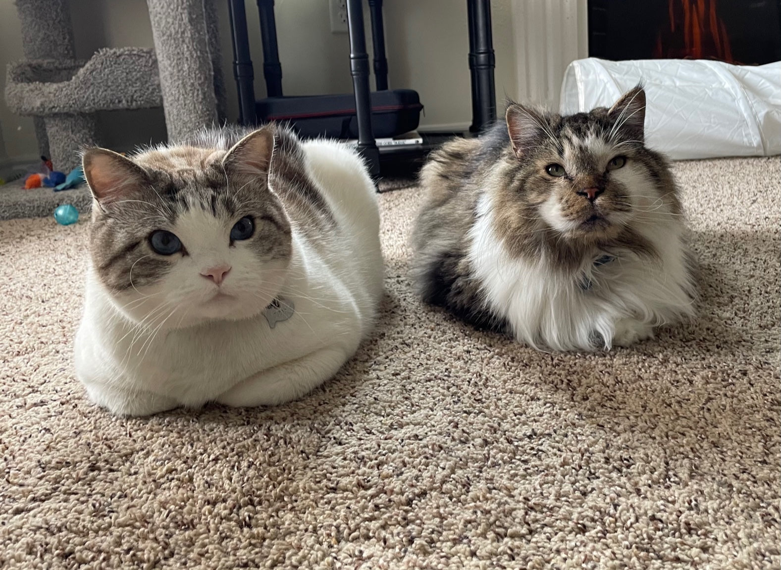 What Causes Cats to Wheeze? Find Out Here. – Dragon Pet Door