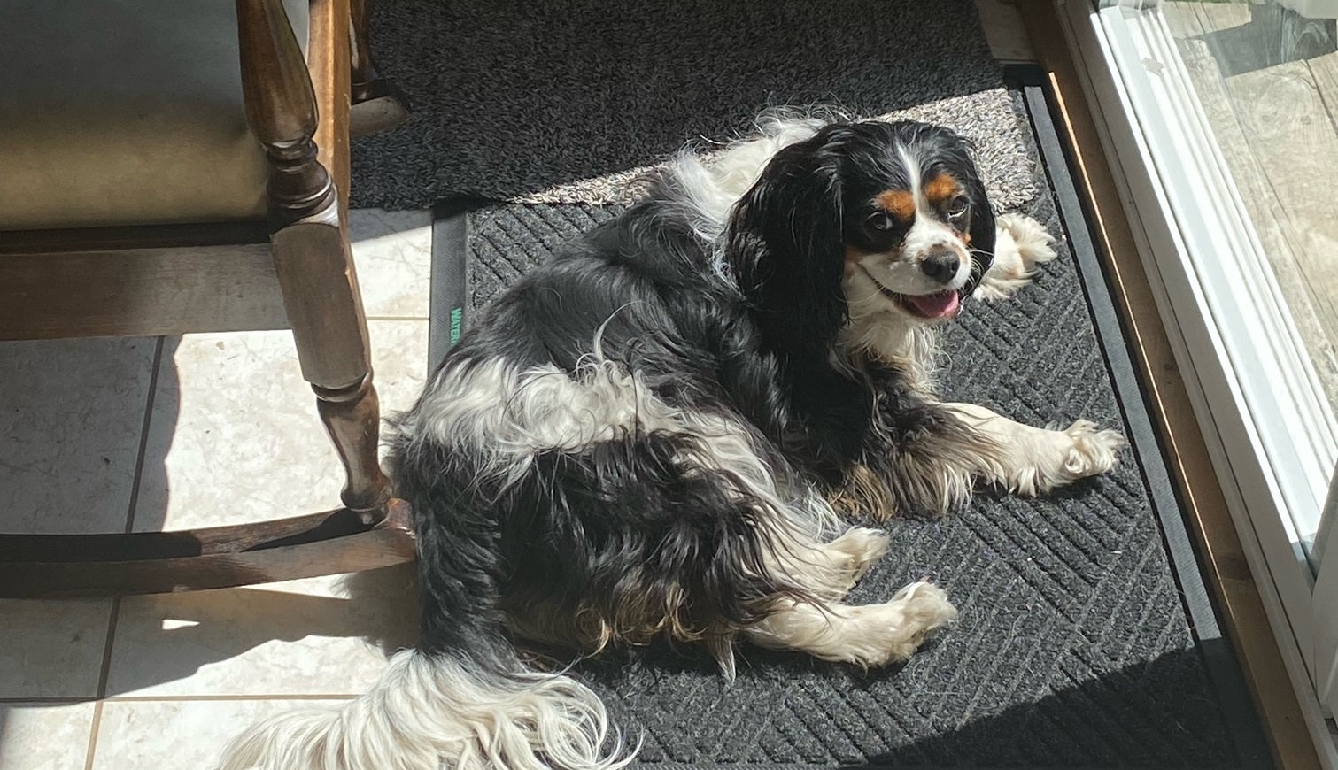 How Can You Tell if Your Dog Has Colitis? – Dragon Pet Door